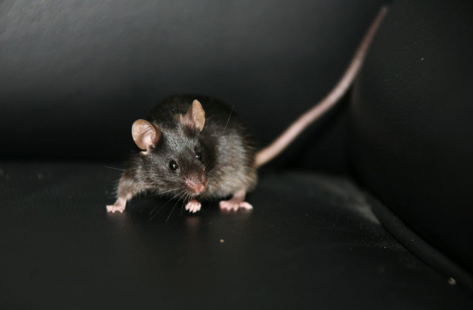 Canadian research shows reversal of MS in mice | Globalnews.ca