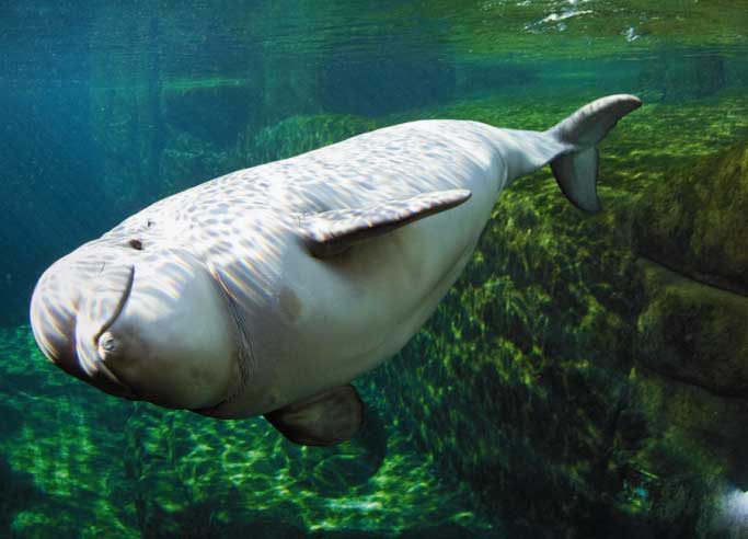 Name the Baby Beluga | Globalnews.ca