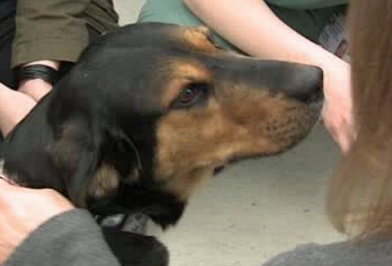 Rottweiler snatches puppies from the jaws of death | Globalnews.ca