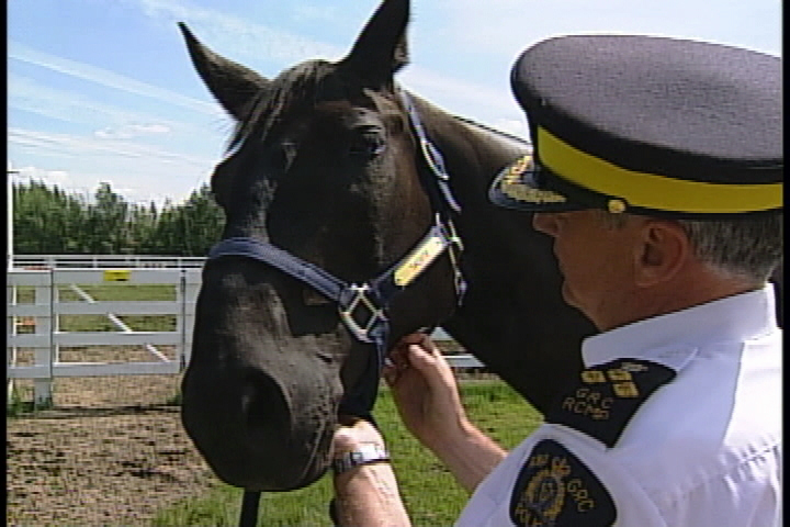Infection in horses forces RCMP to postpone several Musical Ride ...