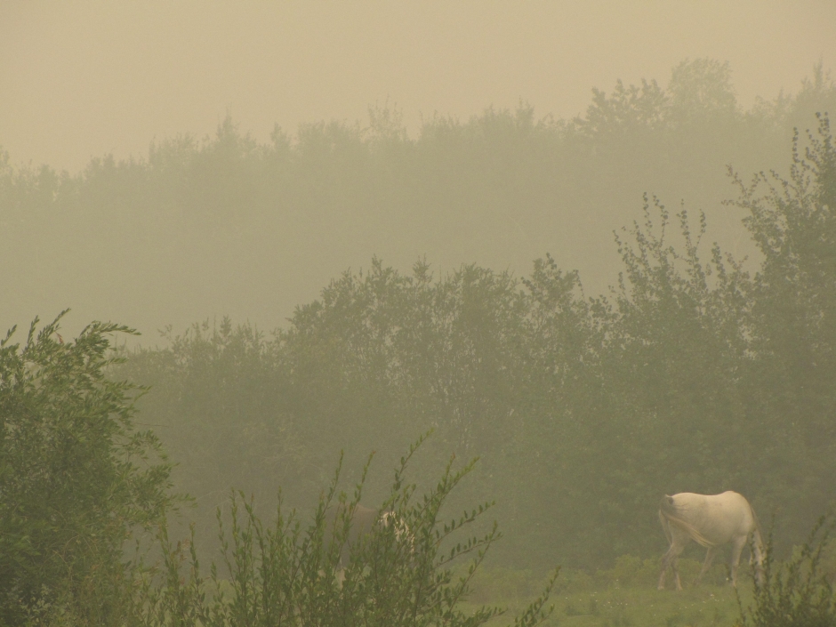 Gallery: Smoky day in Alberta | Globalnews.ca