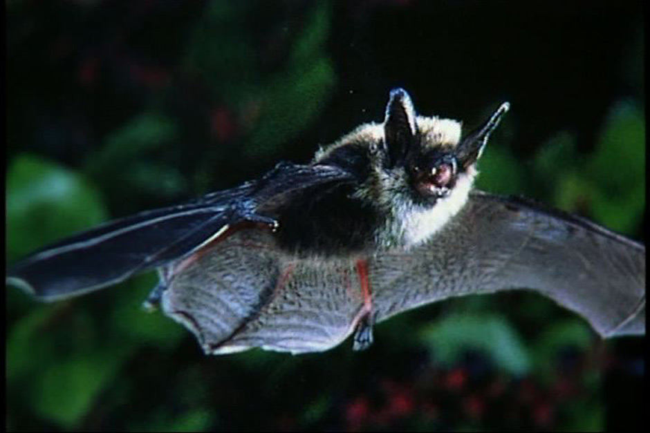 Bat Extinction | Globalnews.ca