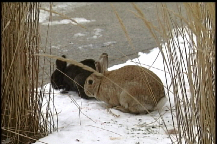 Cute critter round-up | Globalnews.ca