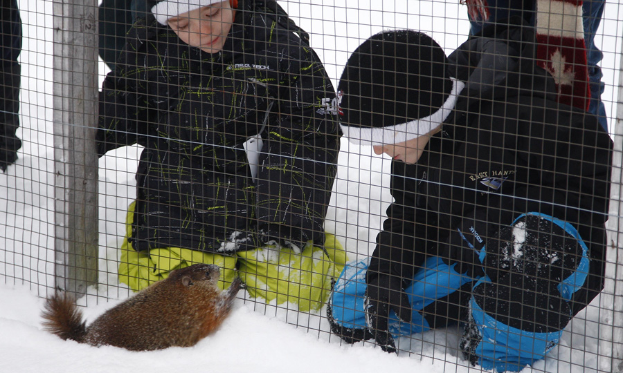 No shadow for Wiarton Willie, he predicts early spring | Globalnews.ca
