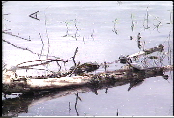 Turtle halts marina project in Osoyoos | Globalnews.ca