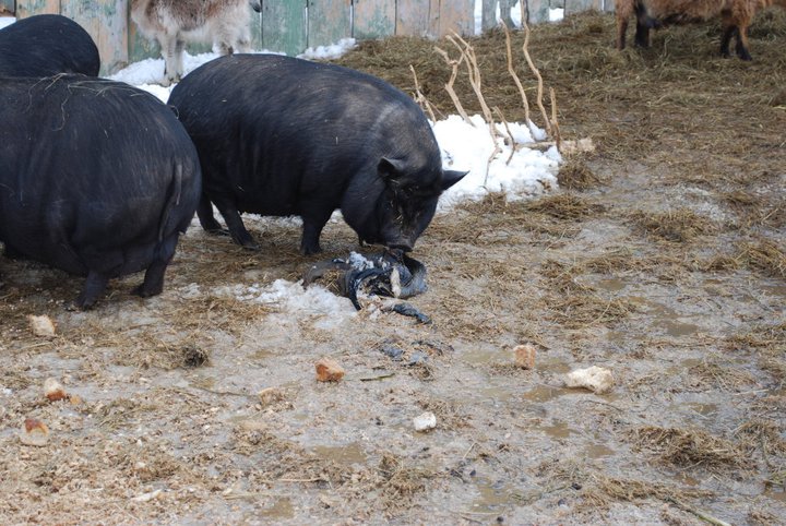 Mel Knight stands behind private zoos in wake of GuZoo controversy ...