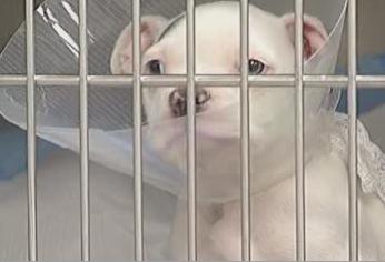 30 dehydrated pit bulls seized from Calgary home | Globalnews.ca