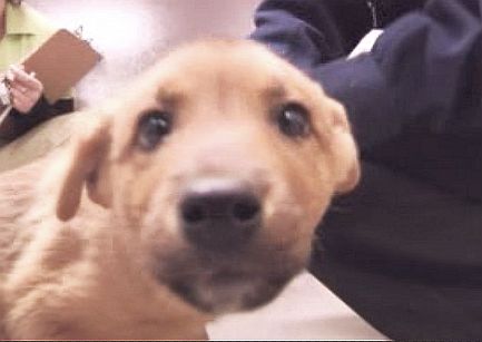 New animal control centre opens in Edmonton | Globalnews.ca