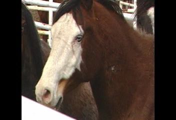 Equine Herpes Virus discovered in Sask. horse | Globalnews.ca