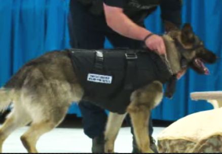 RCMP dog receives protective vest thanks to Leduc students | Globalnews.ca