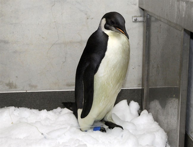 Baby penguin robot spies on notoriously shy emperor penguins - National ...