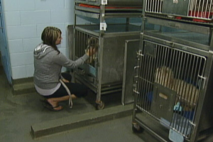 Saskatoon SPCA determining fate of seven dogs | Globalnews.ca