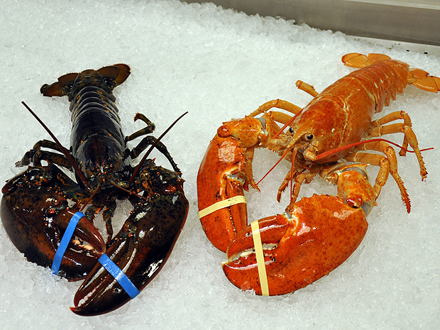 Youppi heads for nature park | Globalnews.ca