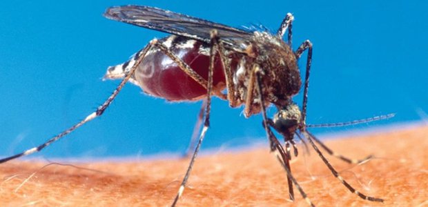 Mosquito fast facts | Globalnews.ca