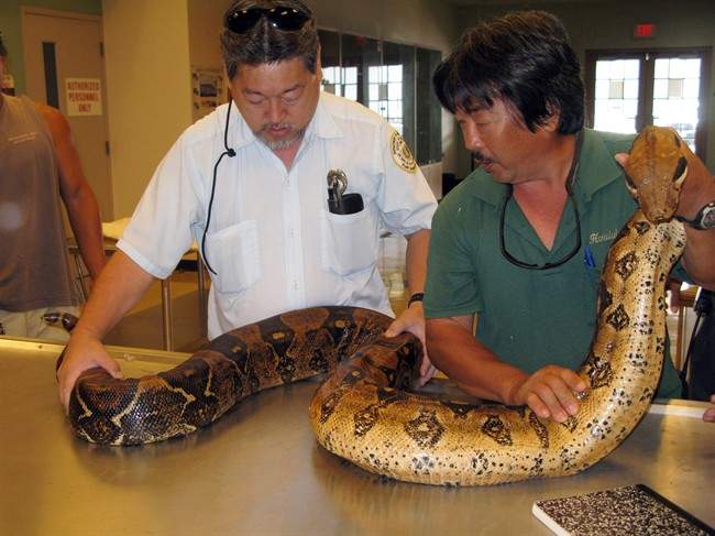 Reptile intrusion could destroy Hawaii’s fragile environment ...