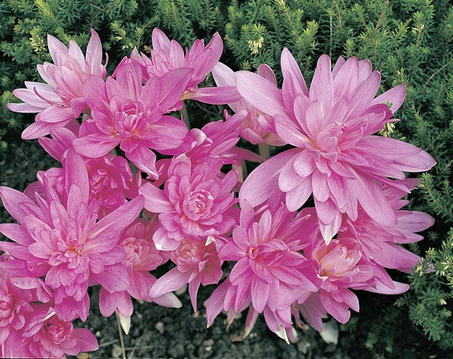 Index | Globalnews.ca