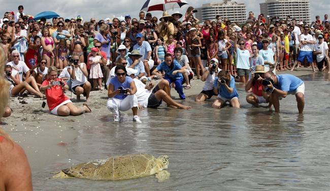 Hundreds cheer Florida release of ‘miracle turtle’ that underwent ...