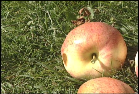 Heat wave hurts Okanagan apples - Okanagan | Globalnews.ca