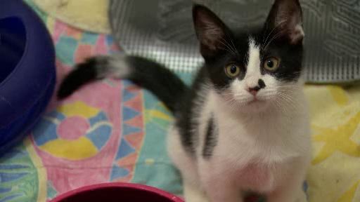 Calgary facing a cat crisis | Globalnews.ca