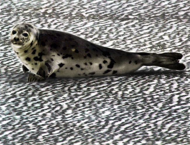 Proposed seal cull draws fire from top scientists and conservation ...
