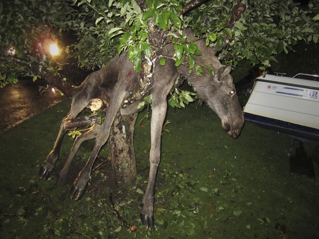 Moose, likely drunk off fermented apples, found tangled in a tree in Sweden | Globalnews.ca