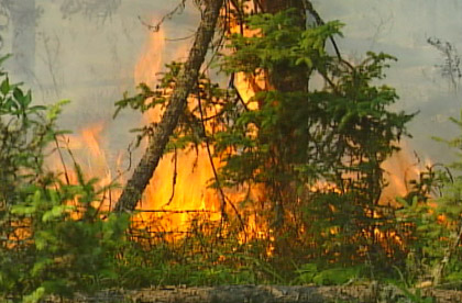 Winds slow forest fire near Southend, Sask. | Globalnews.ca