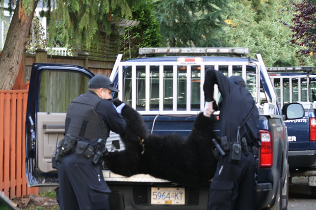 Bear caught in Coquitlam | Globalnews.ca