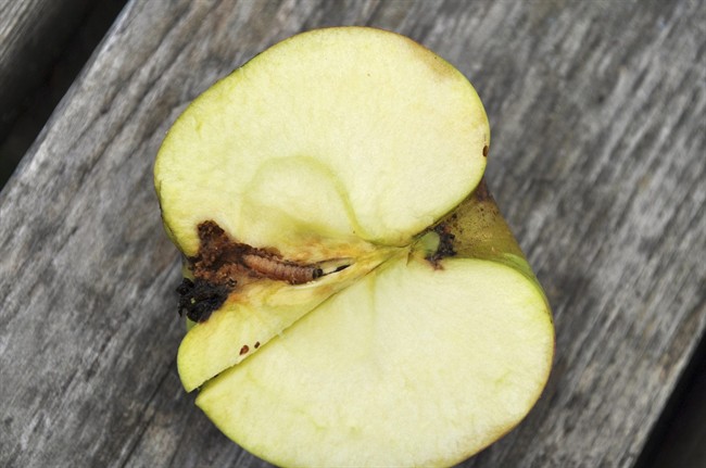 Pests, disease bedevil apple trees, but there are solutions besides ...