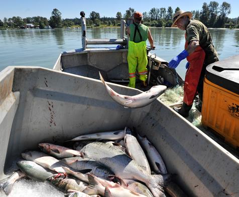 First Nation wins commercial fishing rights - BC | Globalnews.ca