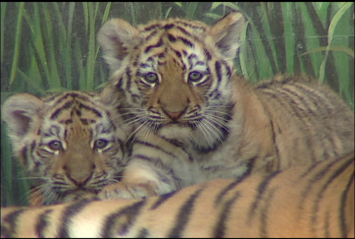 Tiger cubs make their debut at the zoo | Globalnews.ca