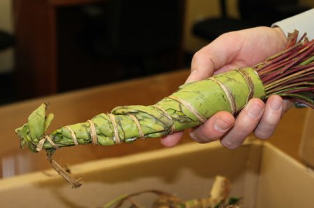 Gallery – Khat - National | Globalnews.ca