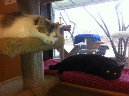 Kelowna SPCA overcrowded with cats | Globalnews.ca