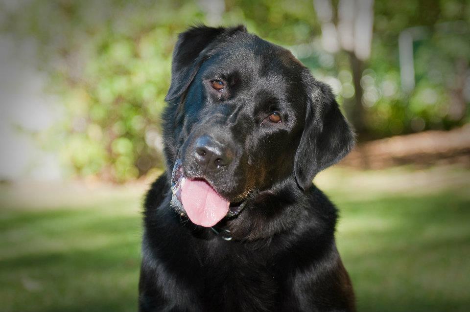 Photo Gallery: Manitoba Mutts | Globalnews.ca