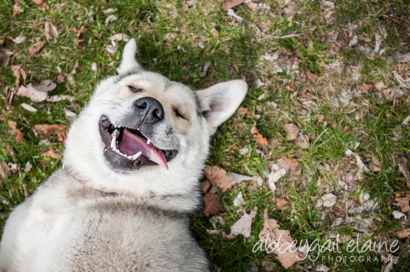 Photo Gallery: Manitoba Mutts | Globalnews.ca