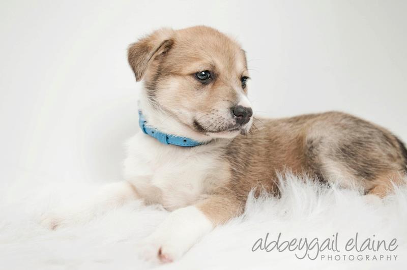 Photo Gallery: Manitoba Mutts | Globalnews.ca