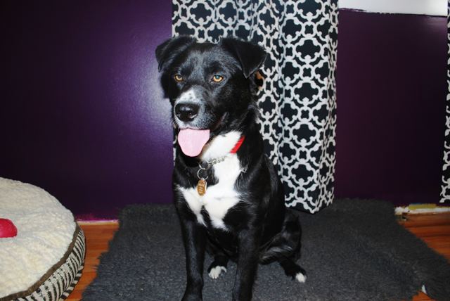 Photo Gallery: Manitoba Mutts | Globalnews.ca