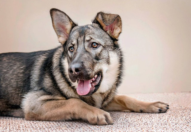 Photo Gallery: Manitoba Mutts | Globalnews.ca