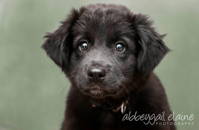 Photo Gallery: Manitoba Mutts | Globalnews.ca