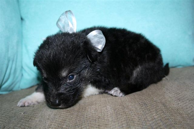 Photo Gallery: Manitoba Mutts | Globalnews.ca