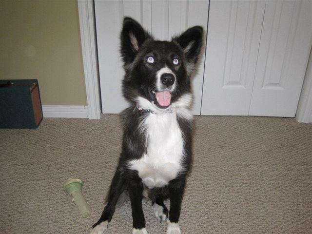 Photo Gallery: Manitoba Mutts | Globalnews.ca