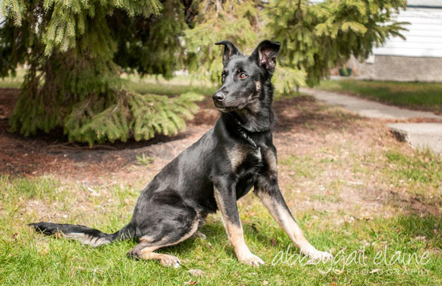 Photo Gallery: Manitoba Mutts | Globalnews.ca