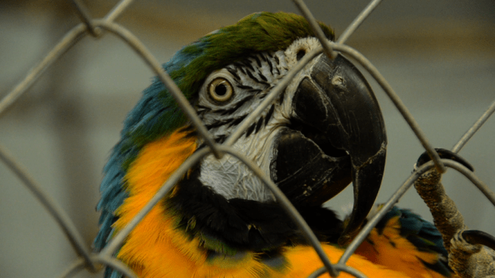 Gallery: Parrot Lady - National | Globalnews.ca