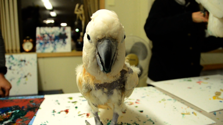 Gallery: Parrot Lady - National | Globalnews.ca