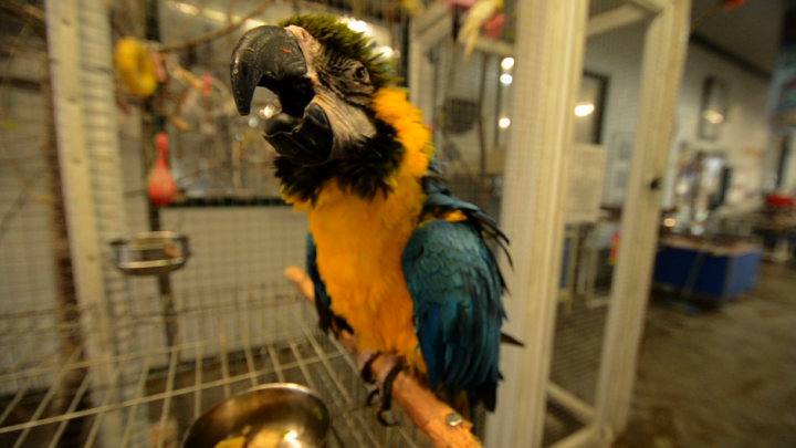 Gallery: Parrot Lady - National | Globalnews.ca