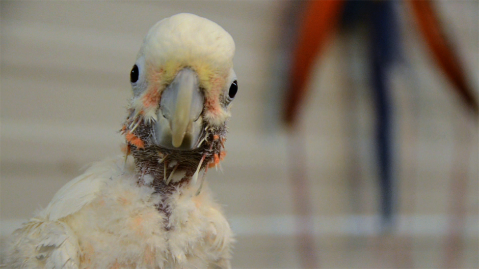 Gallery: Parrot Lady - National | Globalnews.ca