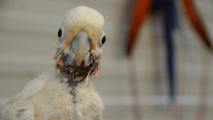 Gallery: Parrot Lady - National | Globalnews.ca