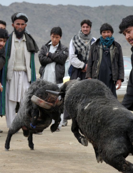 Gallery: Afghan ram fighting | Globalnews.ca