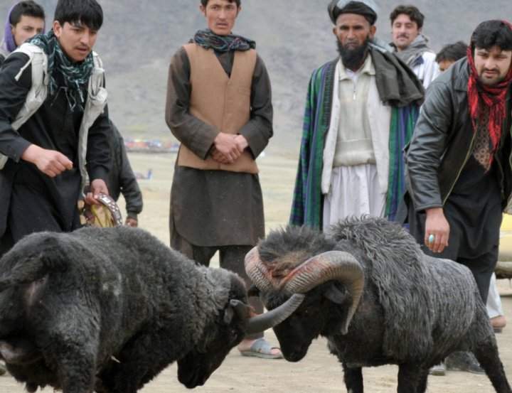 Gallery: Afghan ram fighting | Globalnews.ca