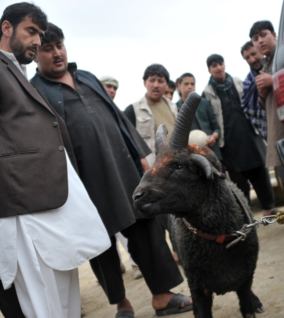 Gallery: Afghan ram fighting | Globalnews.ca