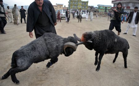 Gallery: Afghan ram fighting | Globalnews.ca